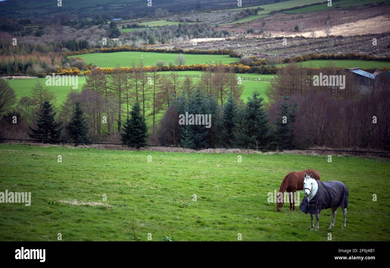Race horses grazing on the foot hills of Mount Leinster, Kilbrannish ...