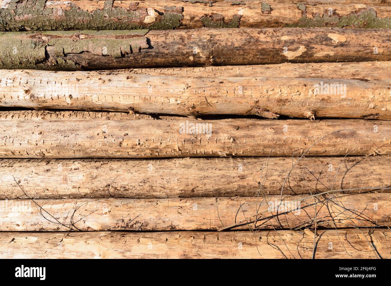 Wooden Log Side View