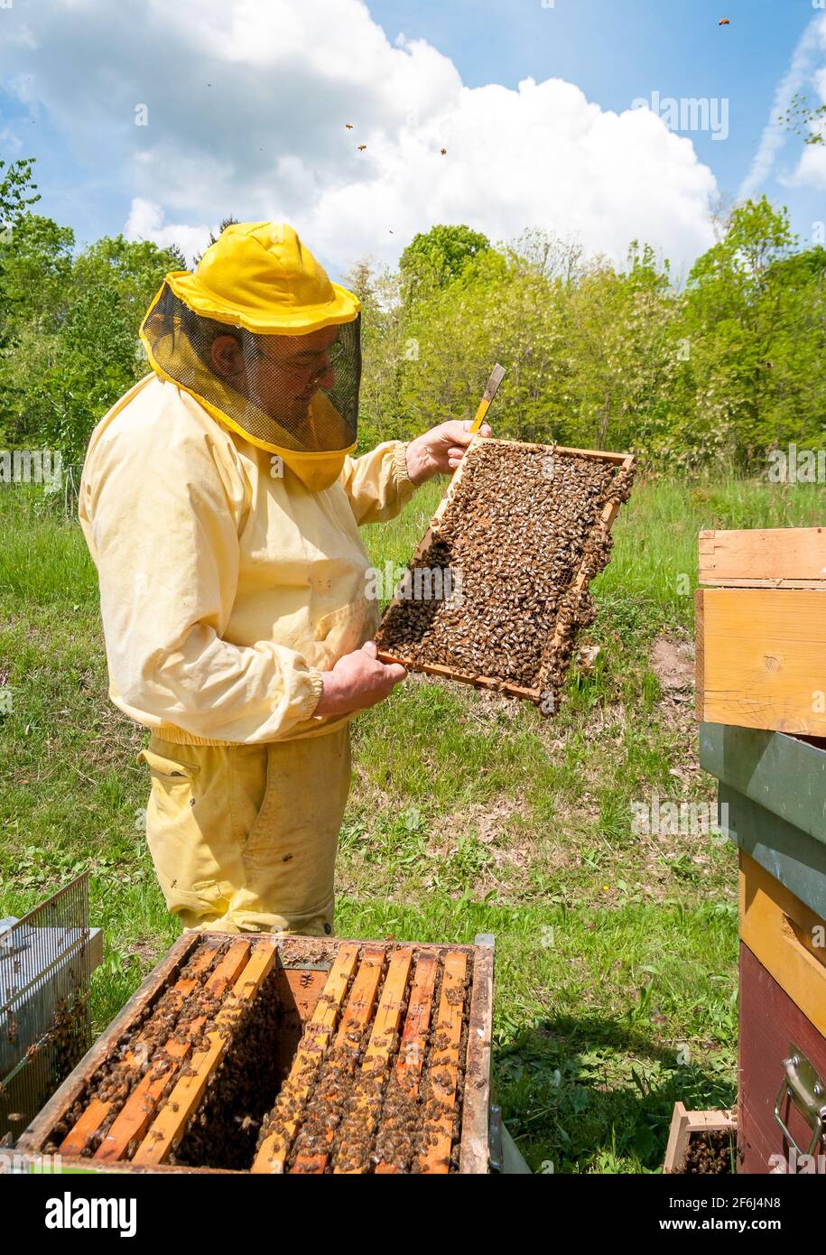 Beekeeper is working with bees and beehives on the apiary. Beekeeping concept Stock Photo - Alamy