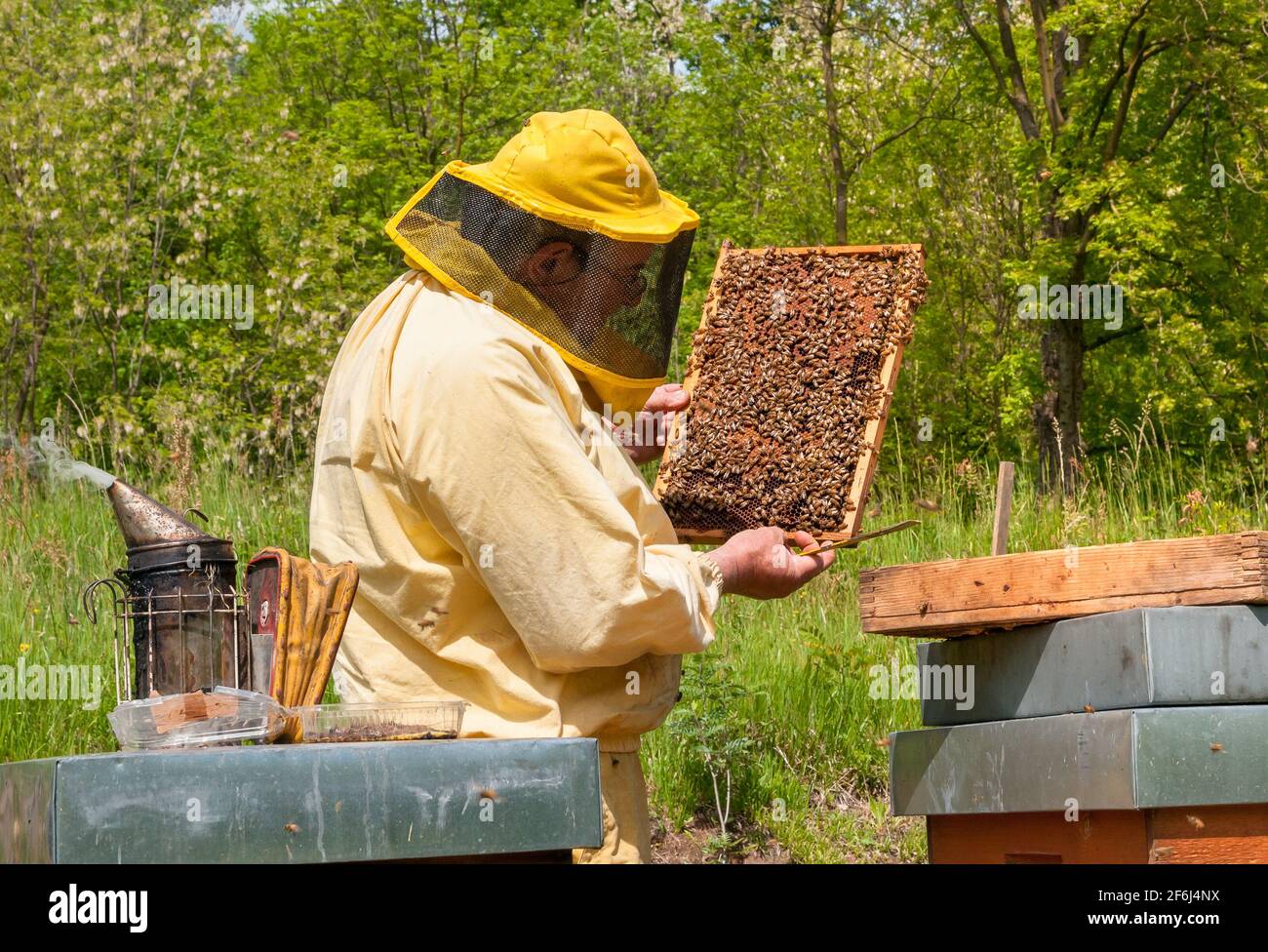 Person and bees hi-res stock photography and images - Alamy