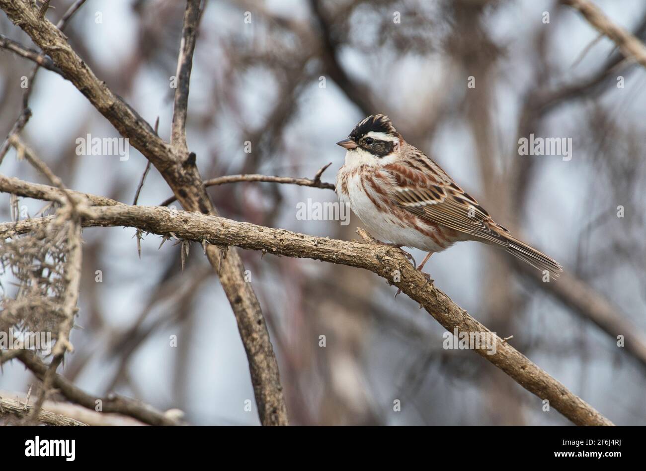 Rustic bunting hi-res stock photography and images - Alamy