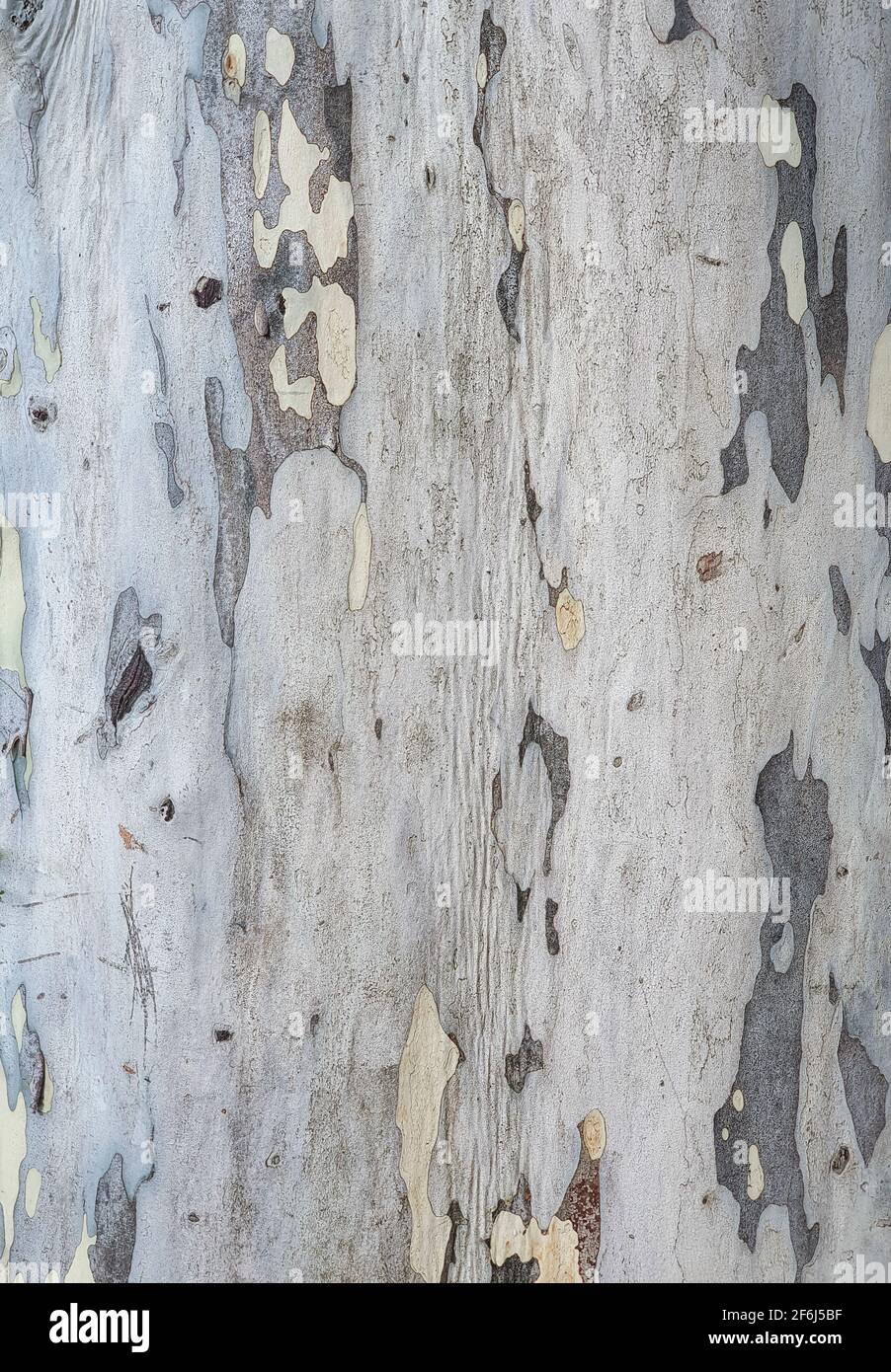 Tree bark texture closeup. Wooden backdrop Stock Photo - Alamy