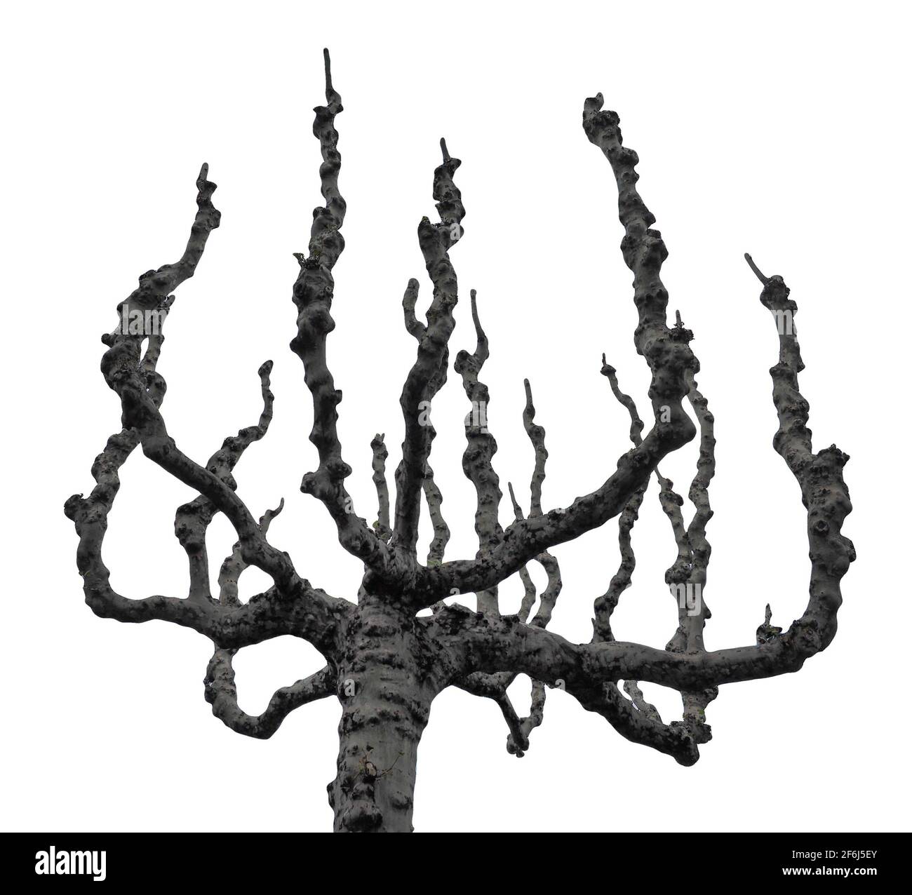 tree branches isolated over a white background Stock Photo - Alamy