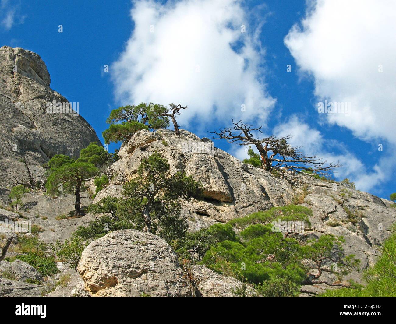 Tree growing rock blue sky background hi-res stock photography and ...