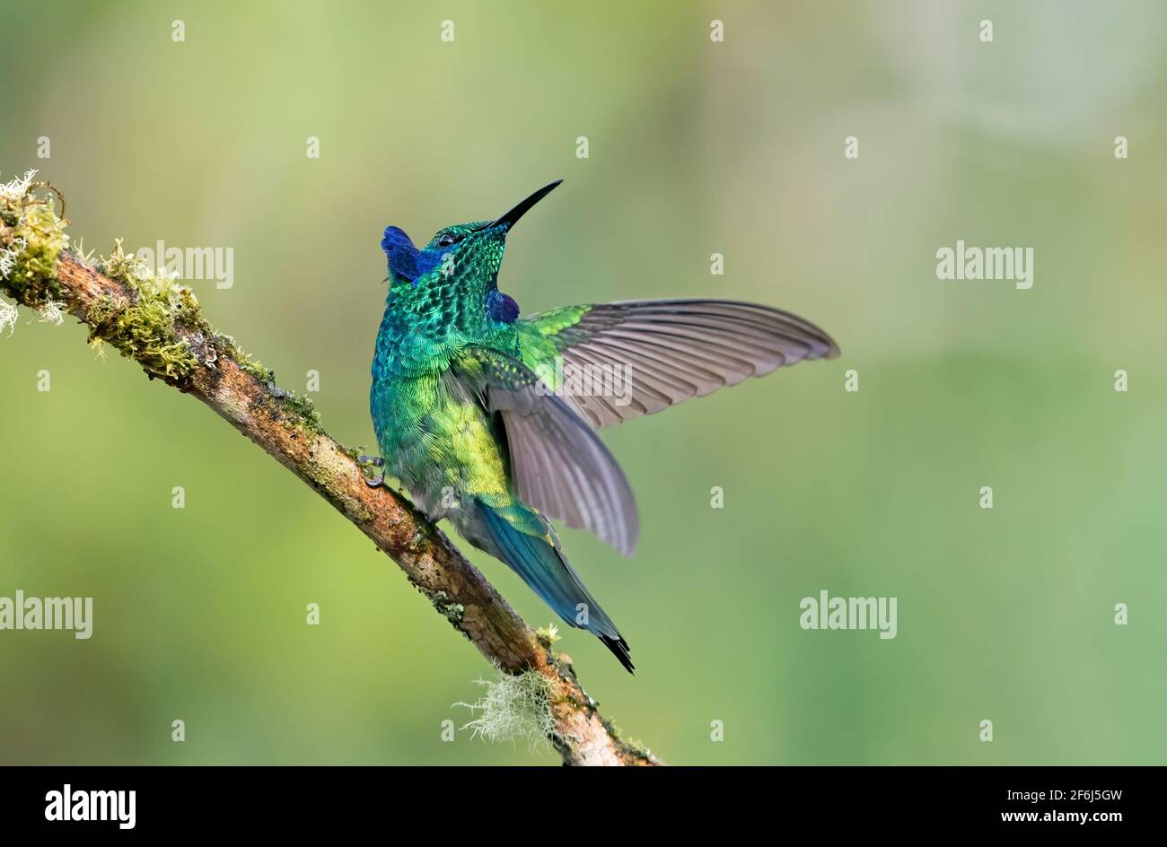 Green violetear or Mexican violetear hummingbird (Colibri thalassinus ...