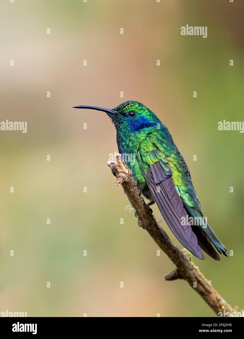 Green violetear or Mexican violetear hummingbird (Colibri thalassinus ...