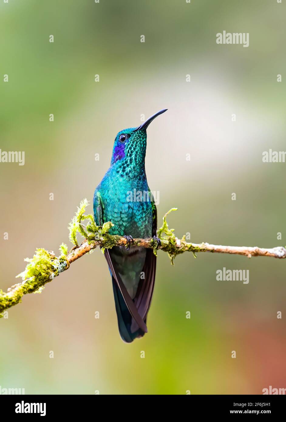 Green violetear or Mexican violetear hummingbird (Colibri thalassinus ...