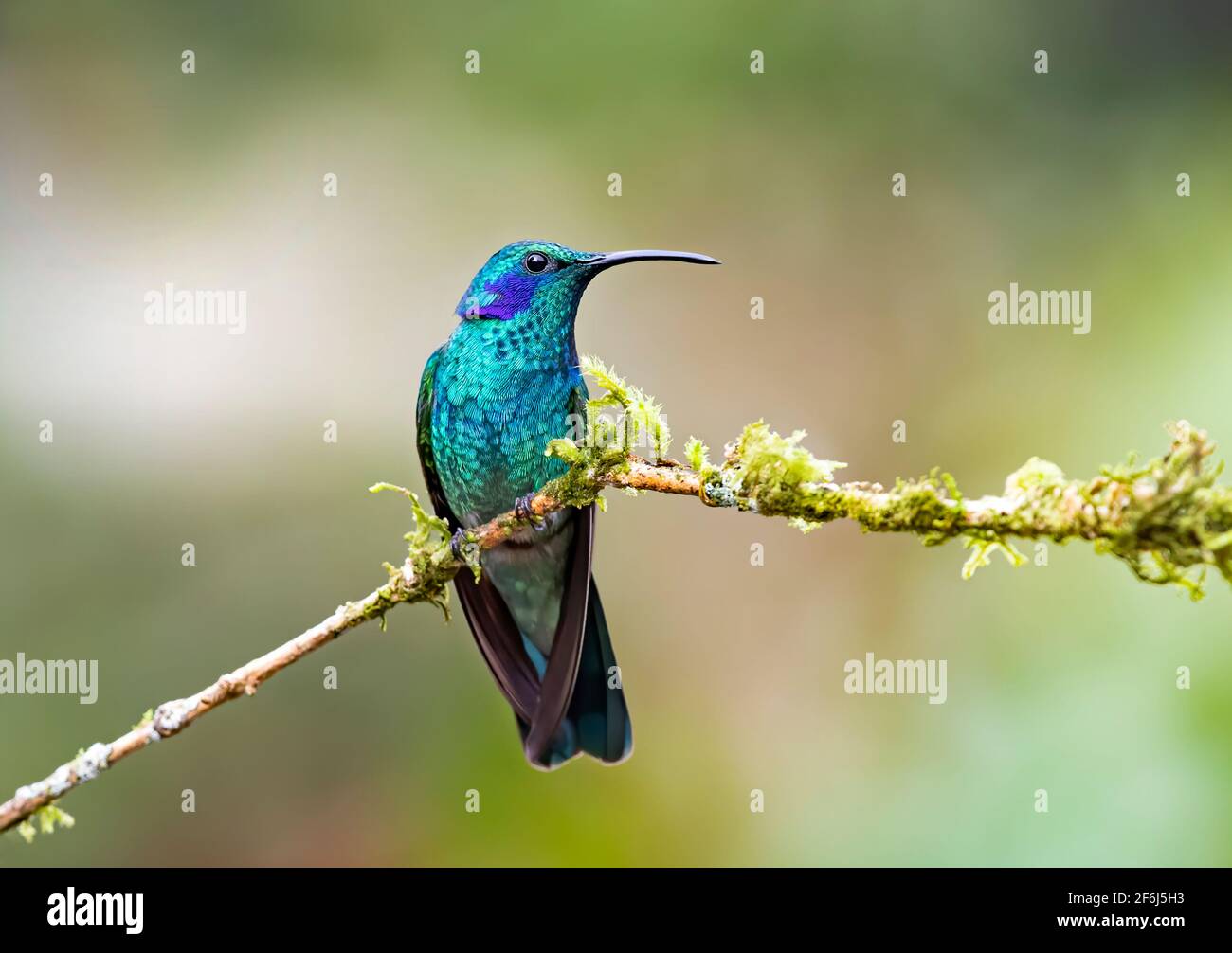 Green violetear or Mexican violetear hummingbird (Colibri thalassinus ...