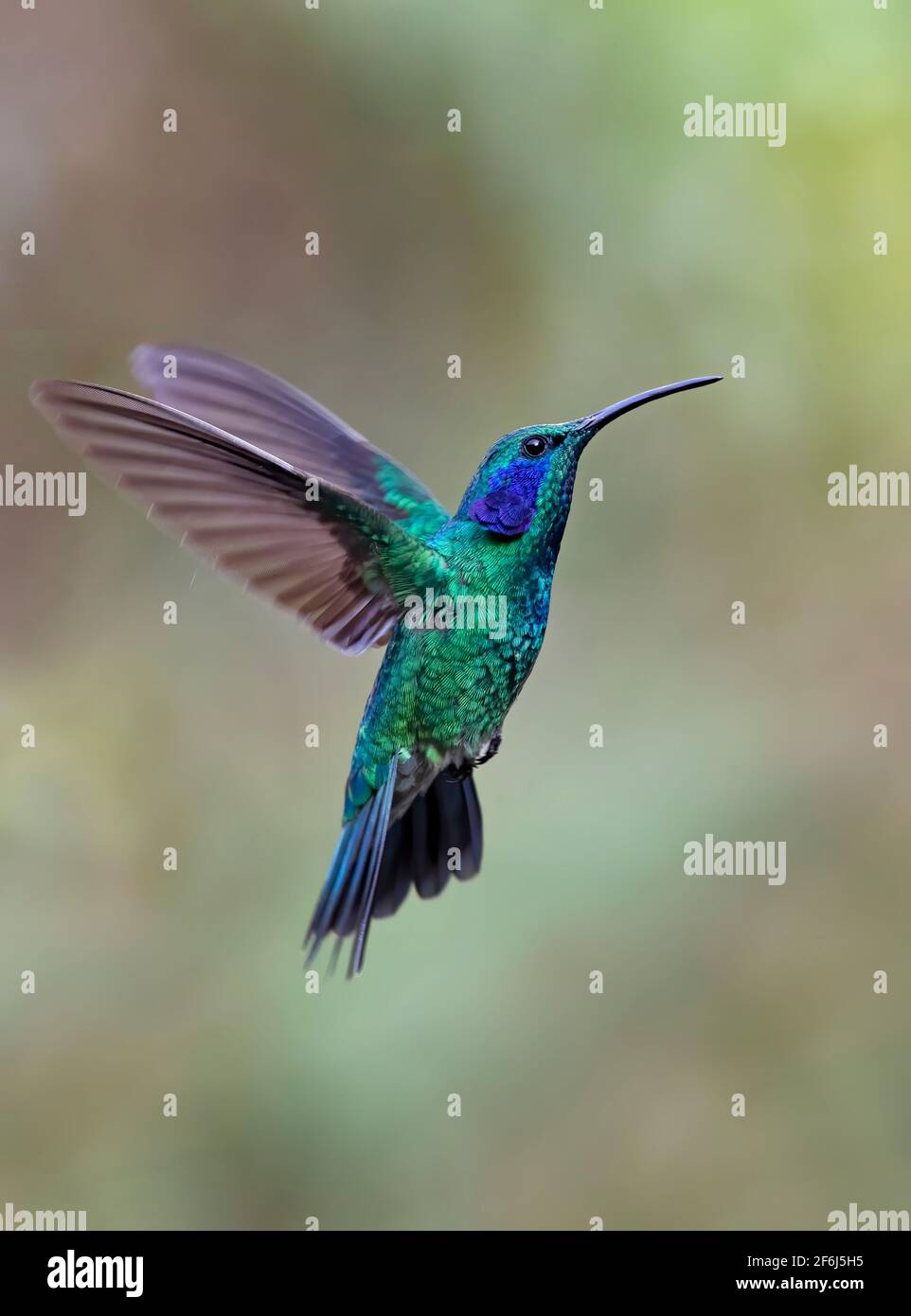Green violetear or Mexican violetear hummingbird (Colibri thalassinus ...