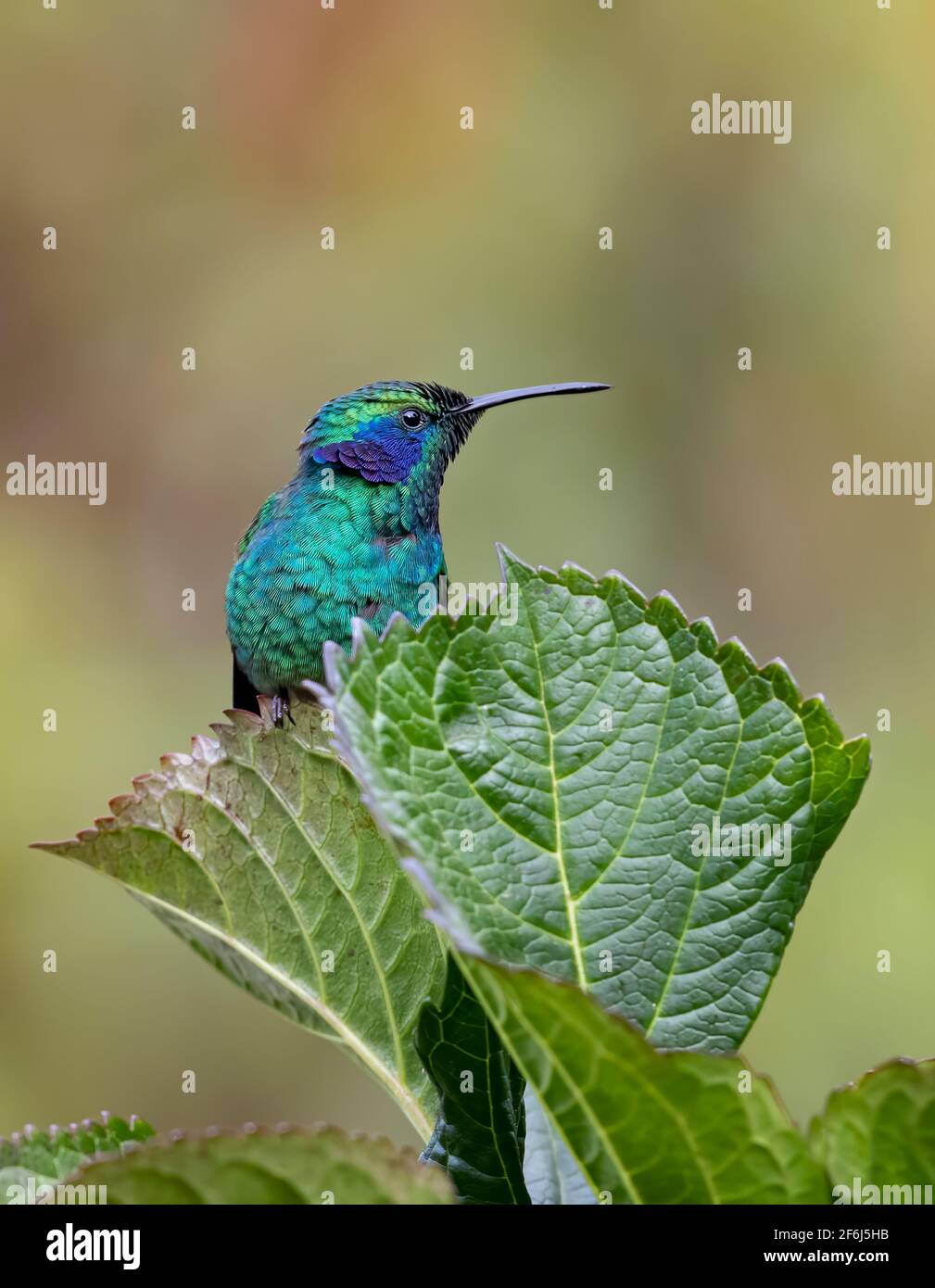 Melanistic Hummingbird
