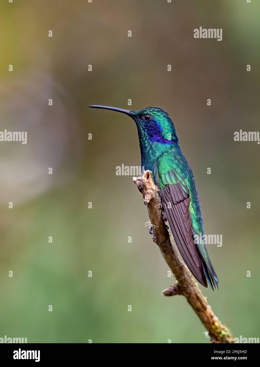 Green violetear or Mexican violetear hummingbird (Colibri thalassinus ...