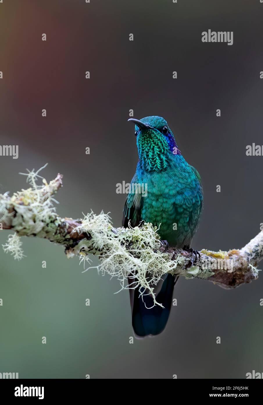 Green violetear or Mexican violetear hummingbird (Colibri thalassinus ...