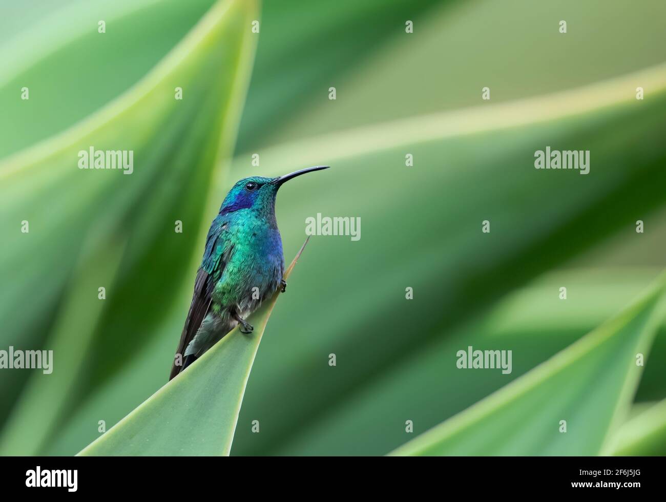 Green Violet-ear hummingbird (Colibri thalassinus) perched on a plant ...
