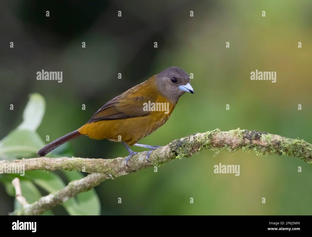 Passerini's Tanager female perched on a leafy branch in the rainforests ...