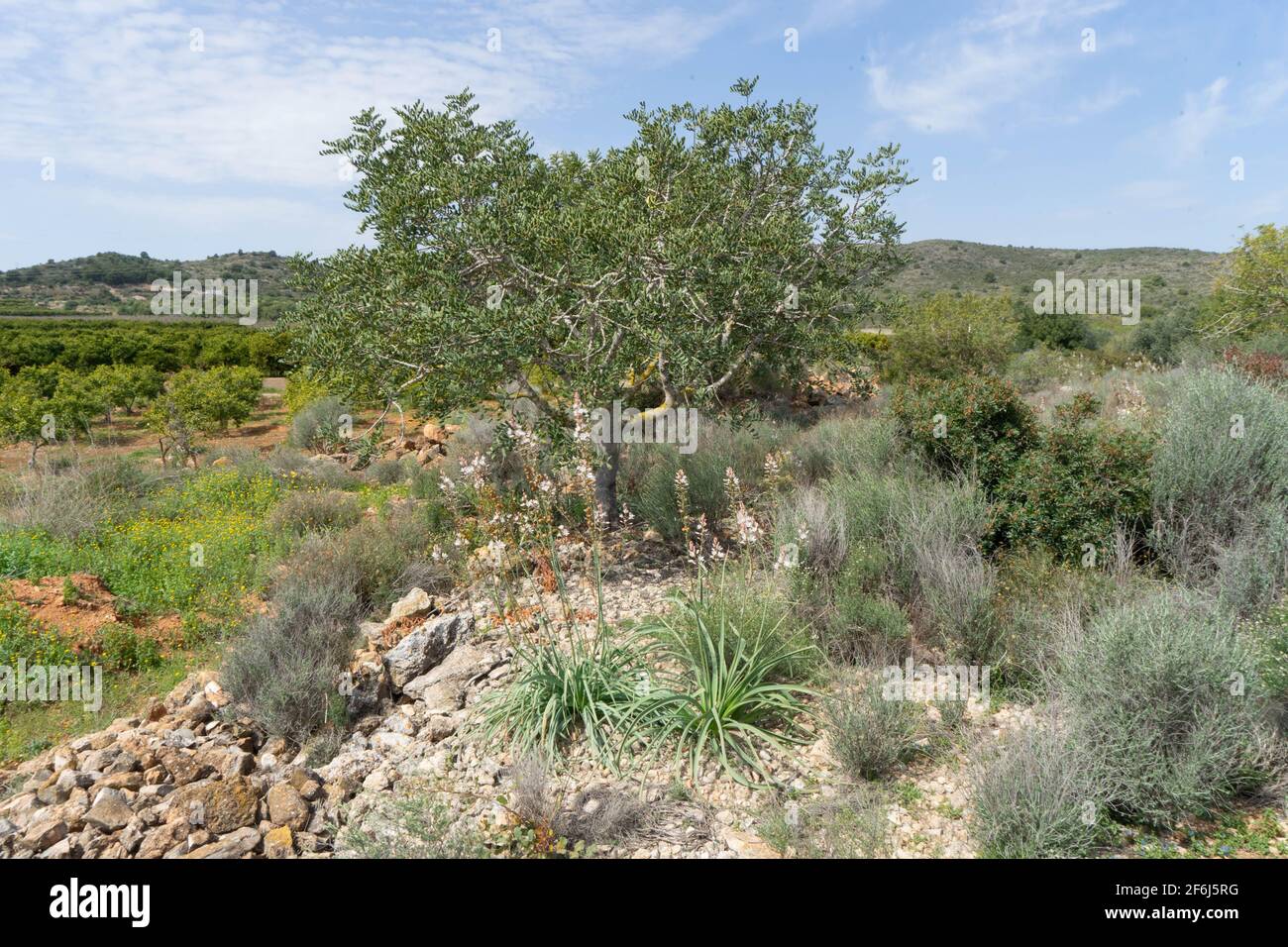 Carob tree hi-res stock photography and images - Alamy