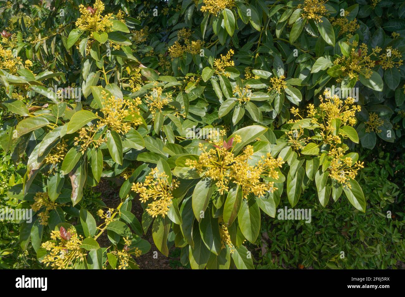 avocado tree in bloom in Valencia Stock Photo - Alamy
