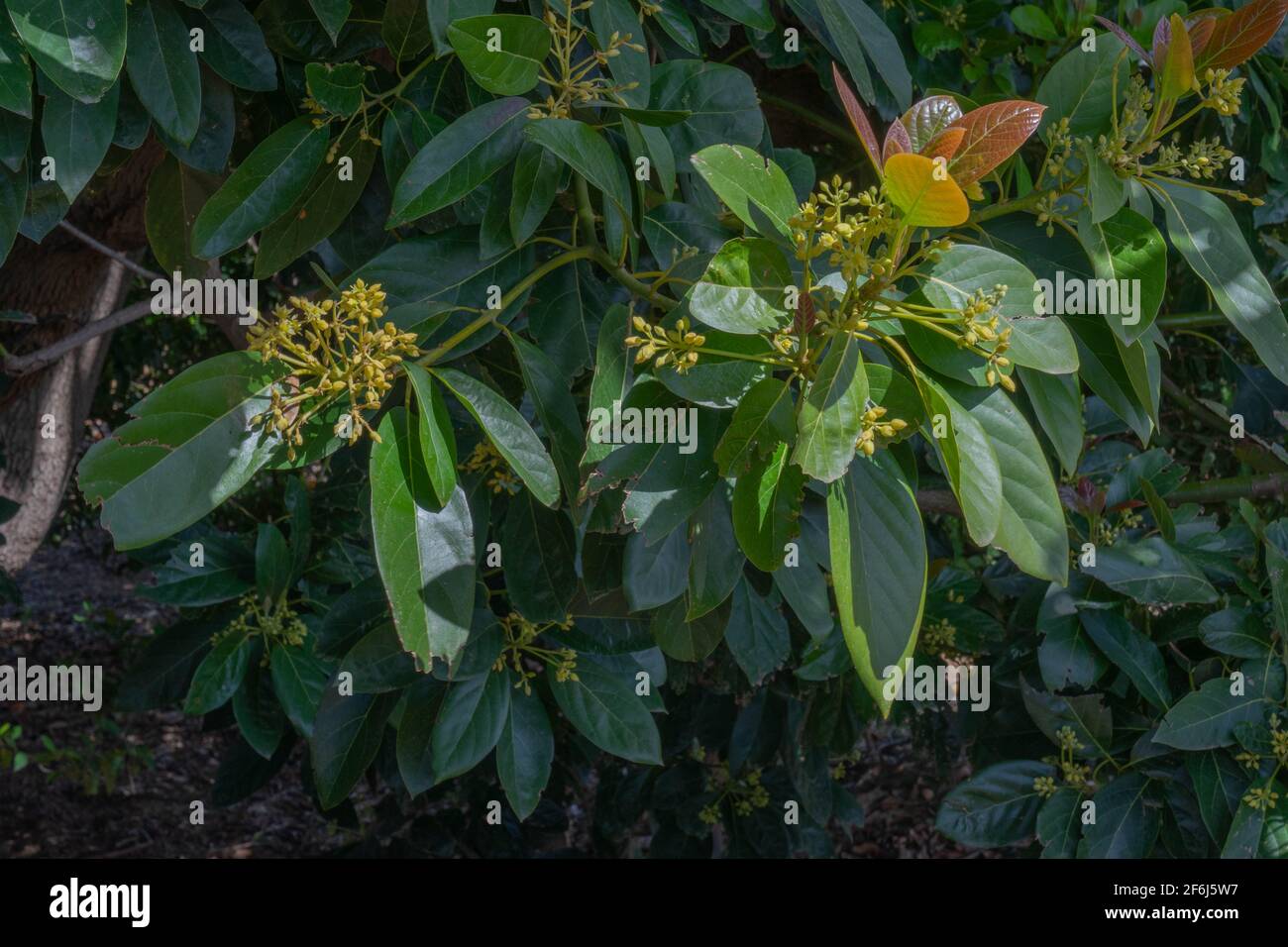 Green almond trees hi-res stock photography and images - Alamy