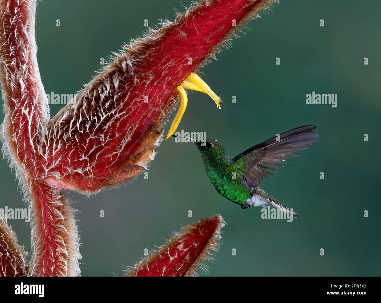 Green-crowned brilliant hummingbird (Heliodoxa jacula) feeding on a ...