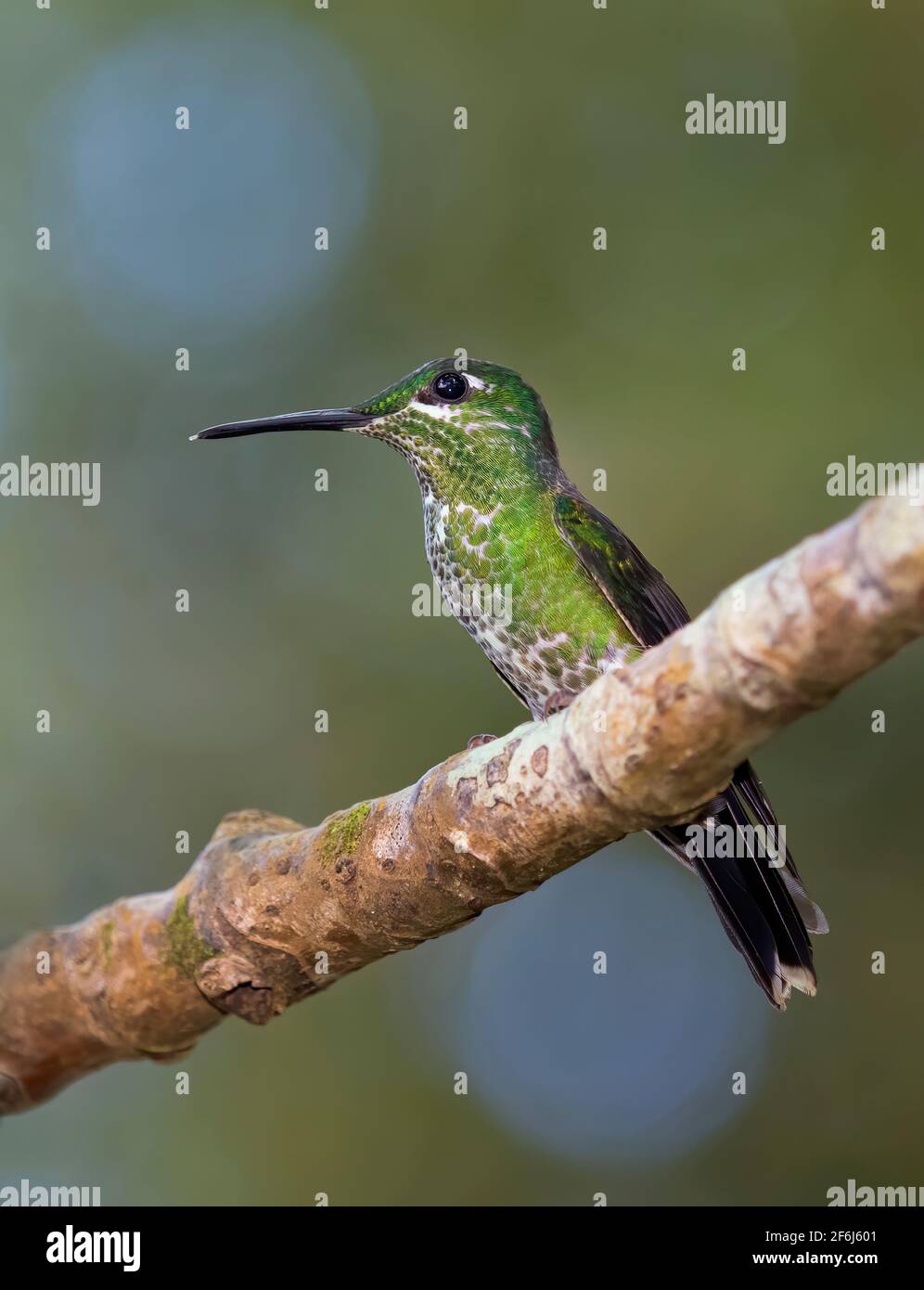 Green crowned brilliant hummingbird hi-res stock photography and images ...