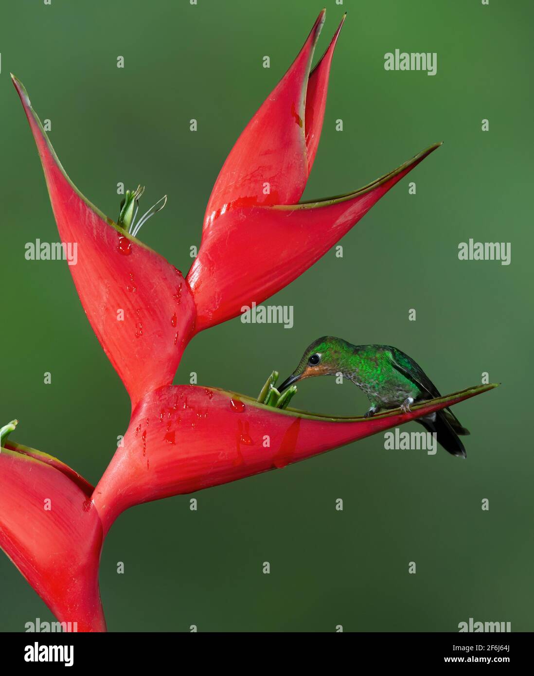 Green-crowned brilliant hummingbird (Heliodoxa jacula) feeding on a ...