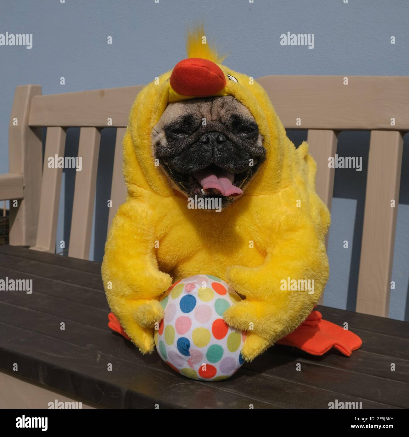 Dennis the pug hi-res stock photography and images - Alamy