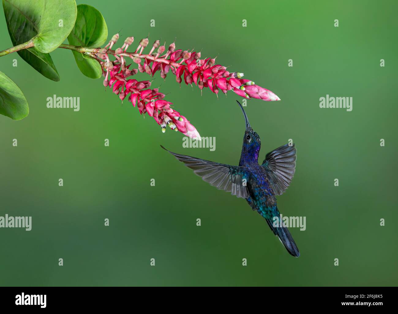 Violet Sabrewing hummingbird (Campylopterus hemileucurus) in flight ...