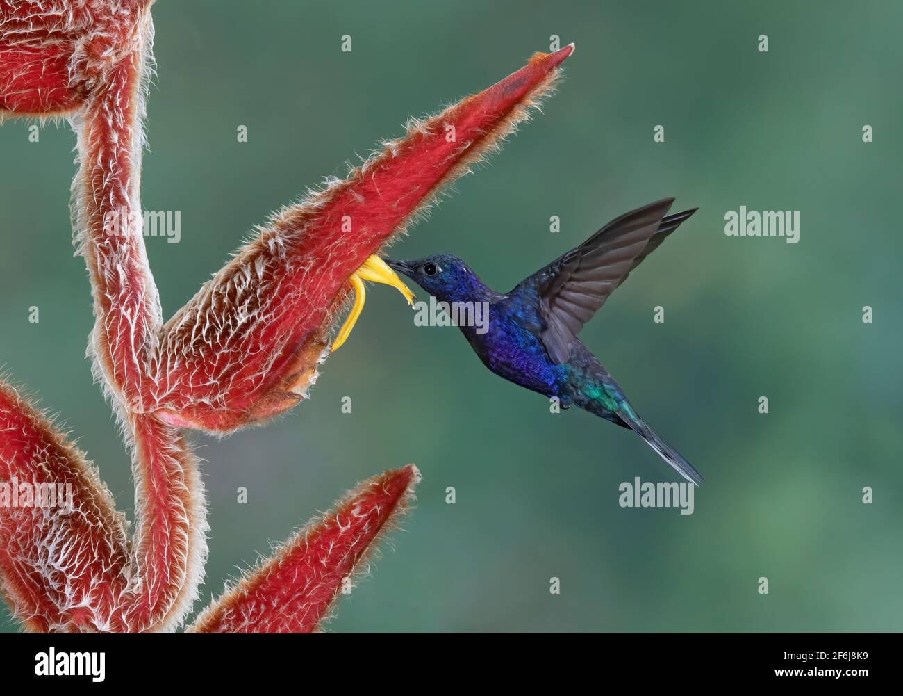 Violet sabrewing hummingbird (Campylopterus hemileucurus) feeding on a ...