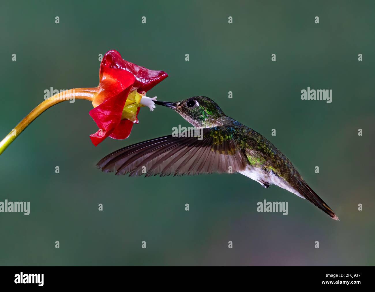White-tailed Emerald hummingbird feeding on a flower in Costa Rica ...