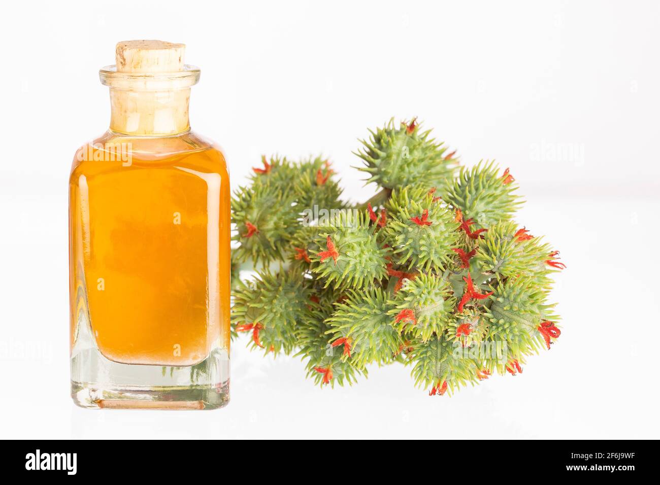 Seeds and castor oil - Ricinus communis Stock Photo - Alamy
