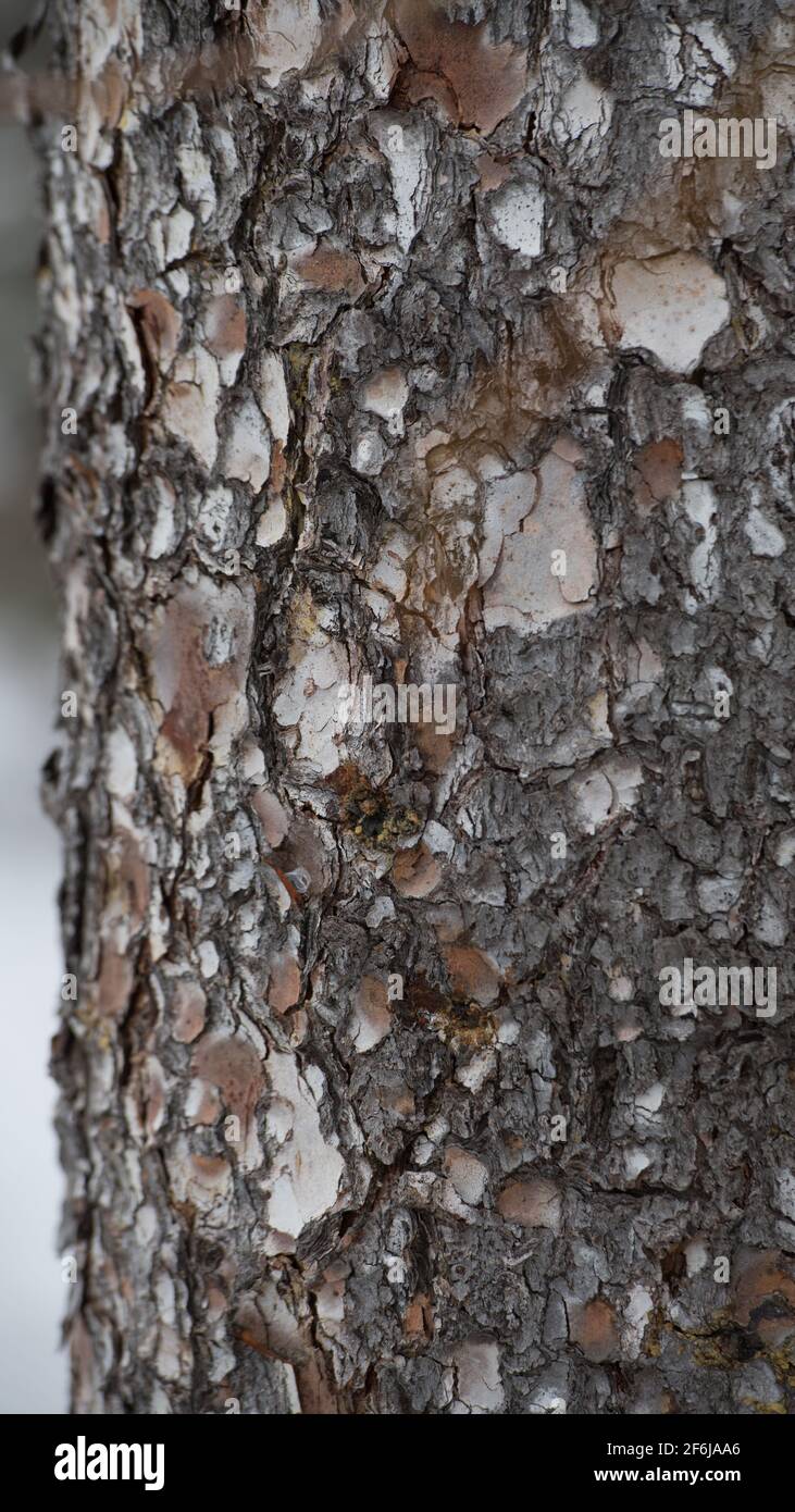 Rough texture hi-res stock photography and images - Alamy