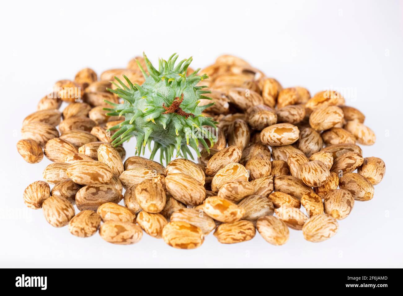 Castor oil plant - Ricinus communis Stock Photo - Alamy