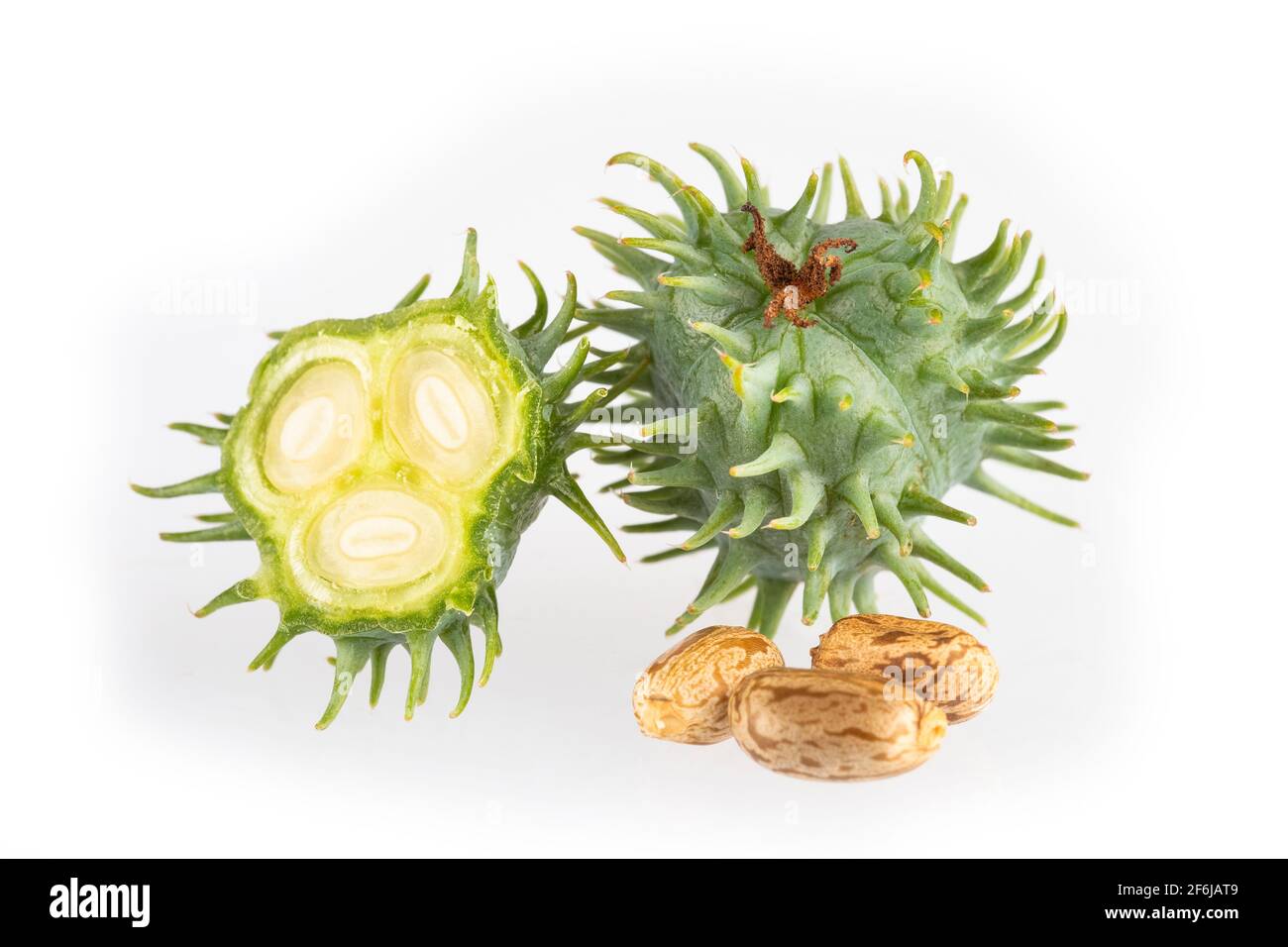 Castor seeds Cut Out Stock Images & Pictures - Alamy