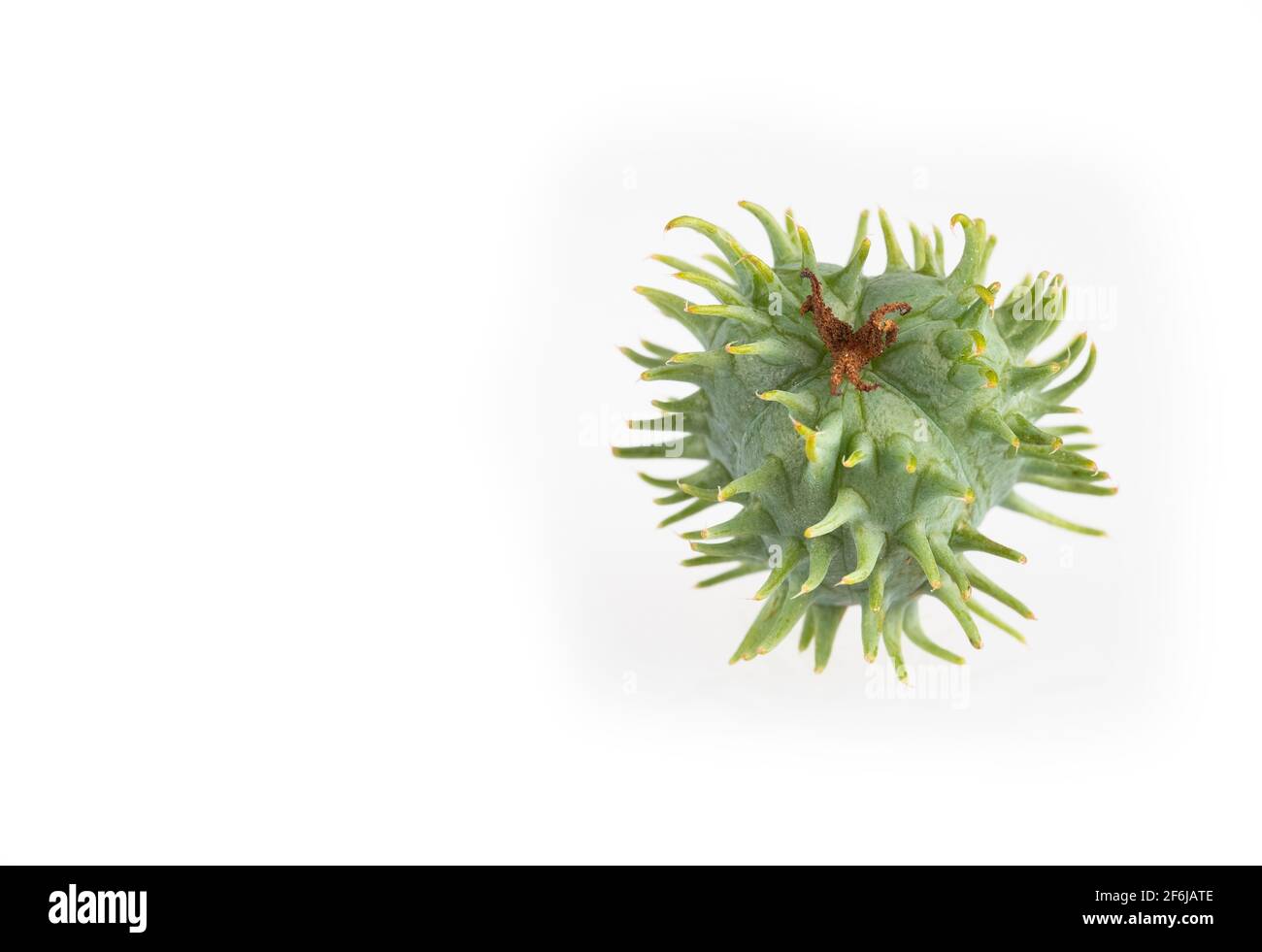 Toxic seeds Cut Out Stock Images & Pictures - Alamy