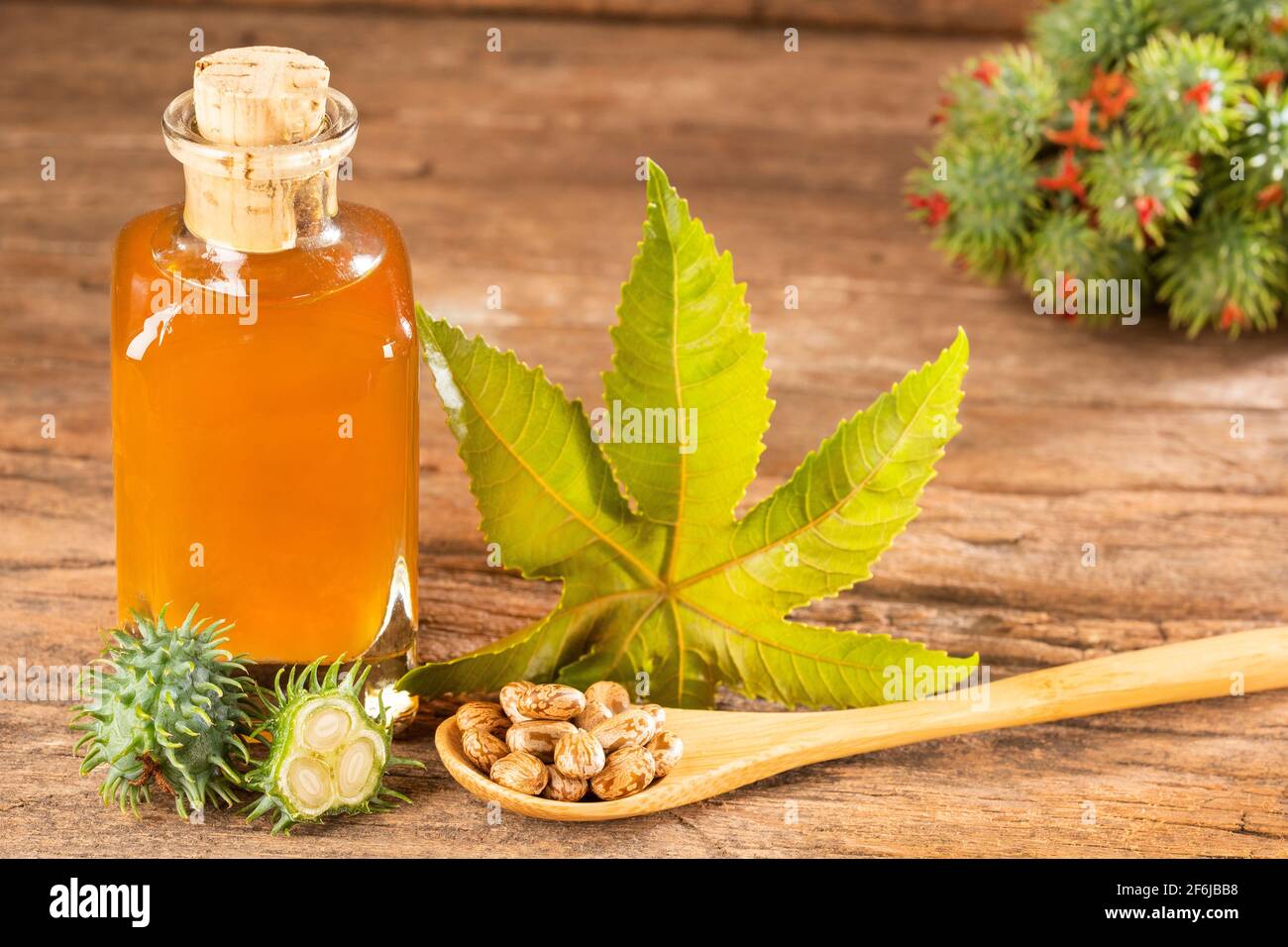 Seeds and castor oil - Ricinus communis Stock Photo - Alamy