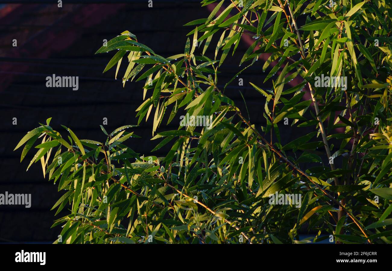 Melaleuca cajuputi plants with water splash, commonly known as cajuput ...