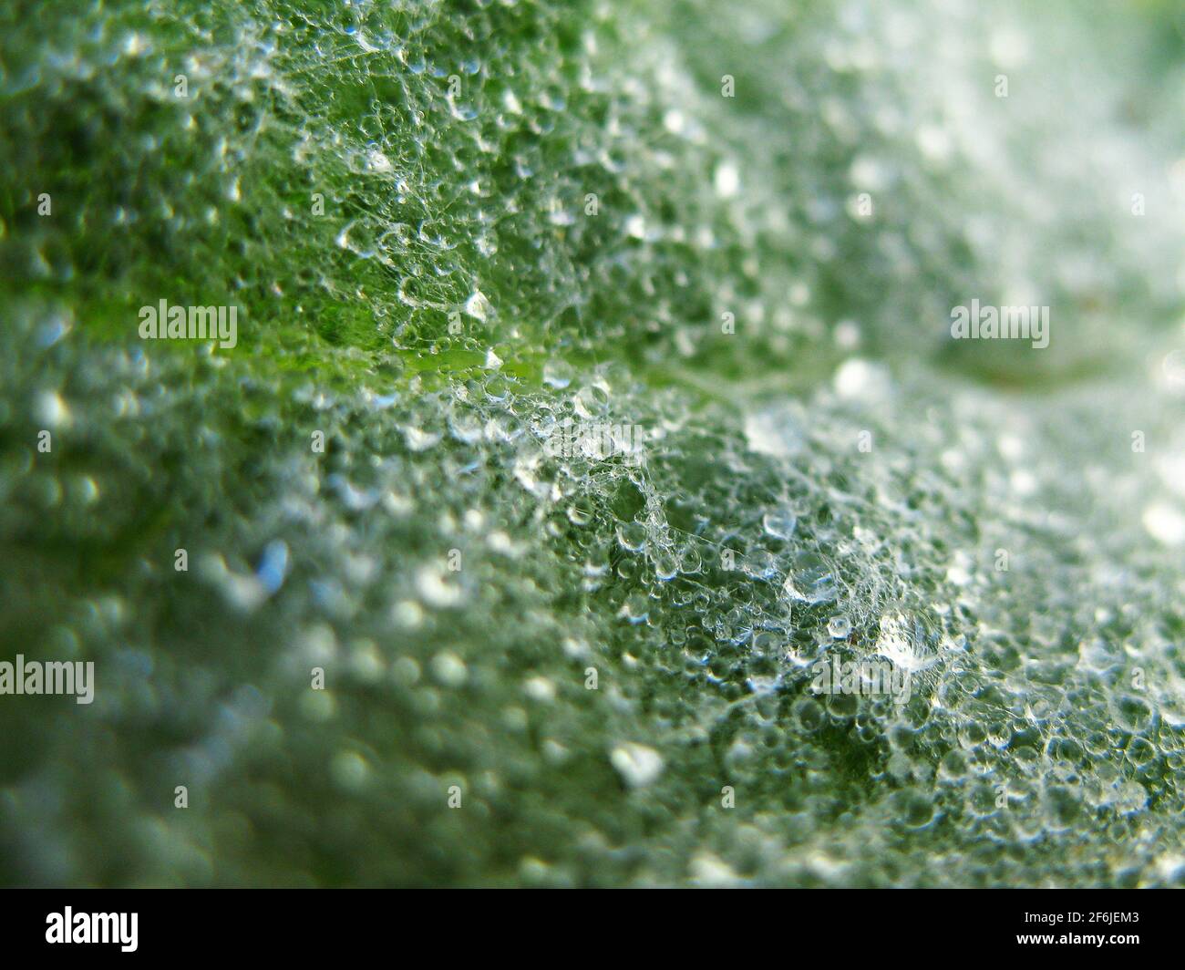 Beautiful wet leaf texture hi-res stock photography and images - Alamy