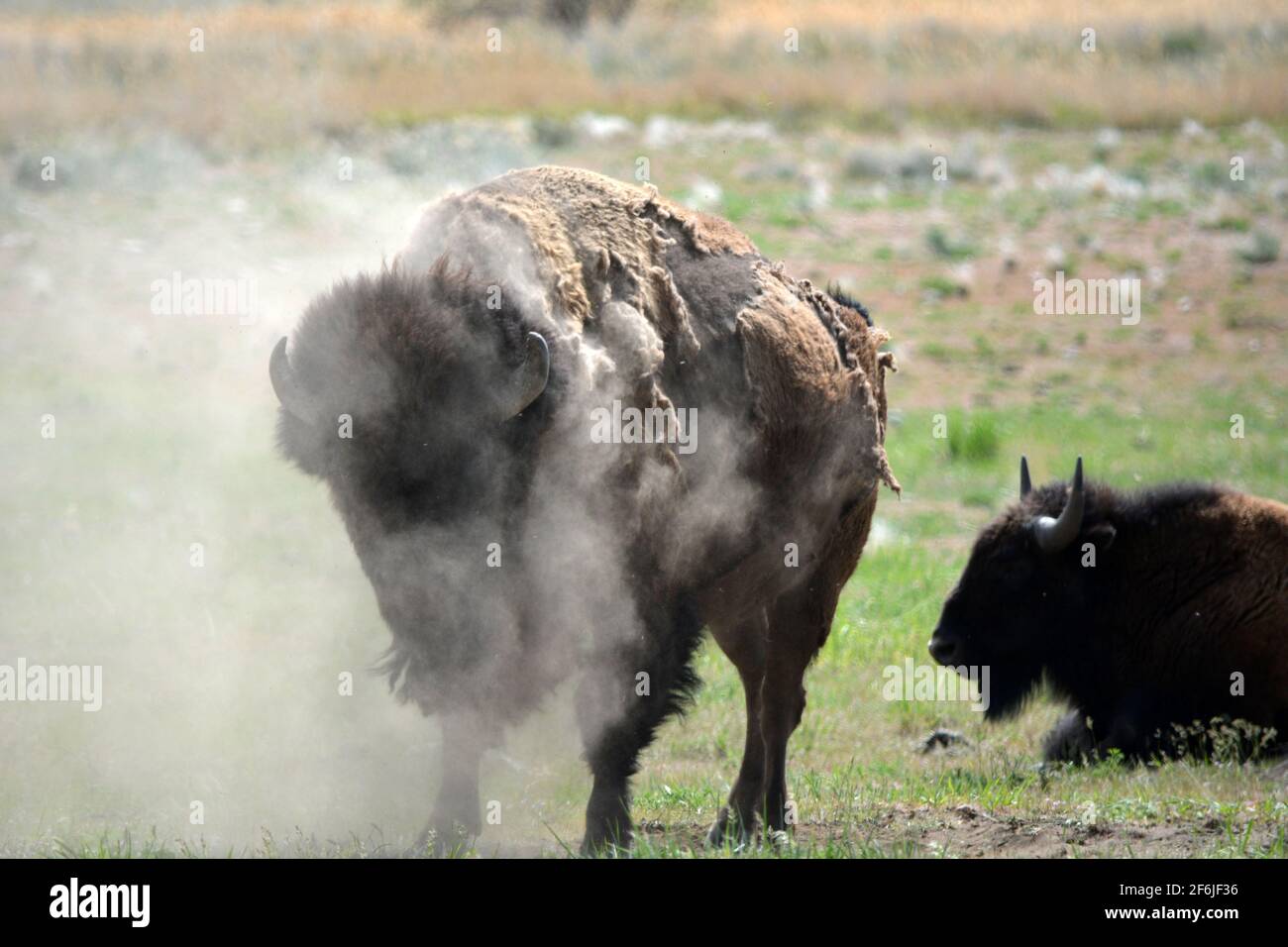 Antelope island bison herd hi-res stock photography and images - Alamy