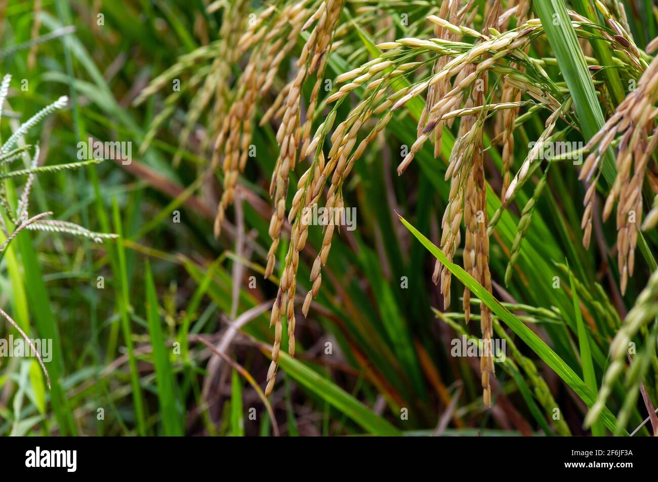Planting rice seed hi-res stock photography and images - Alamy