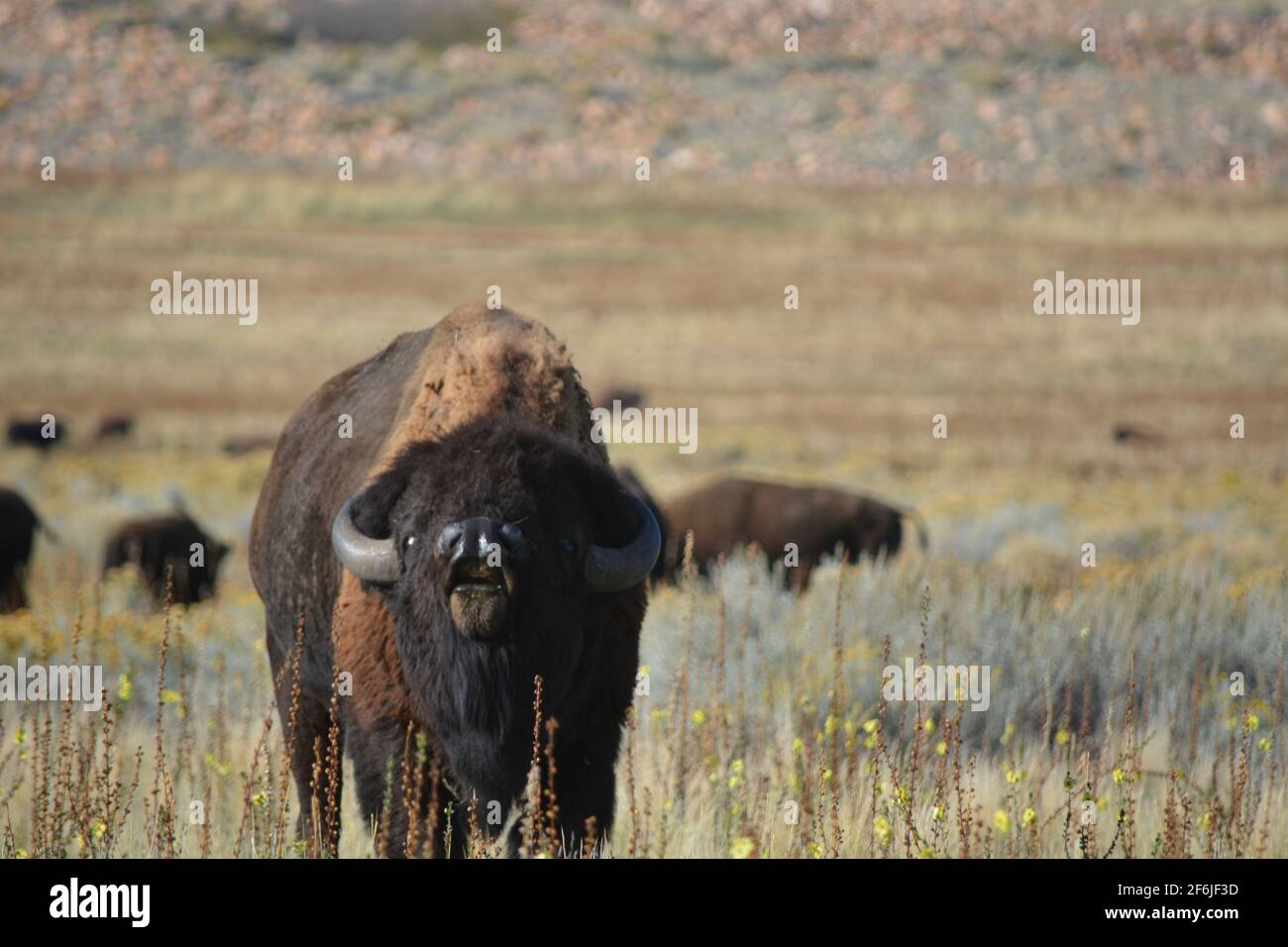 Bison flehmen response Stock Photo - Alamy