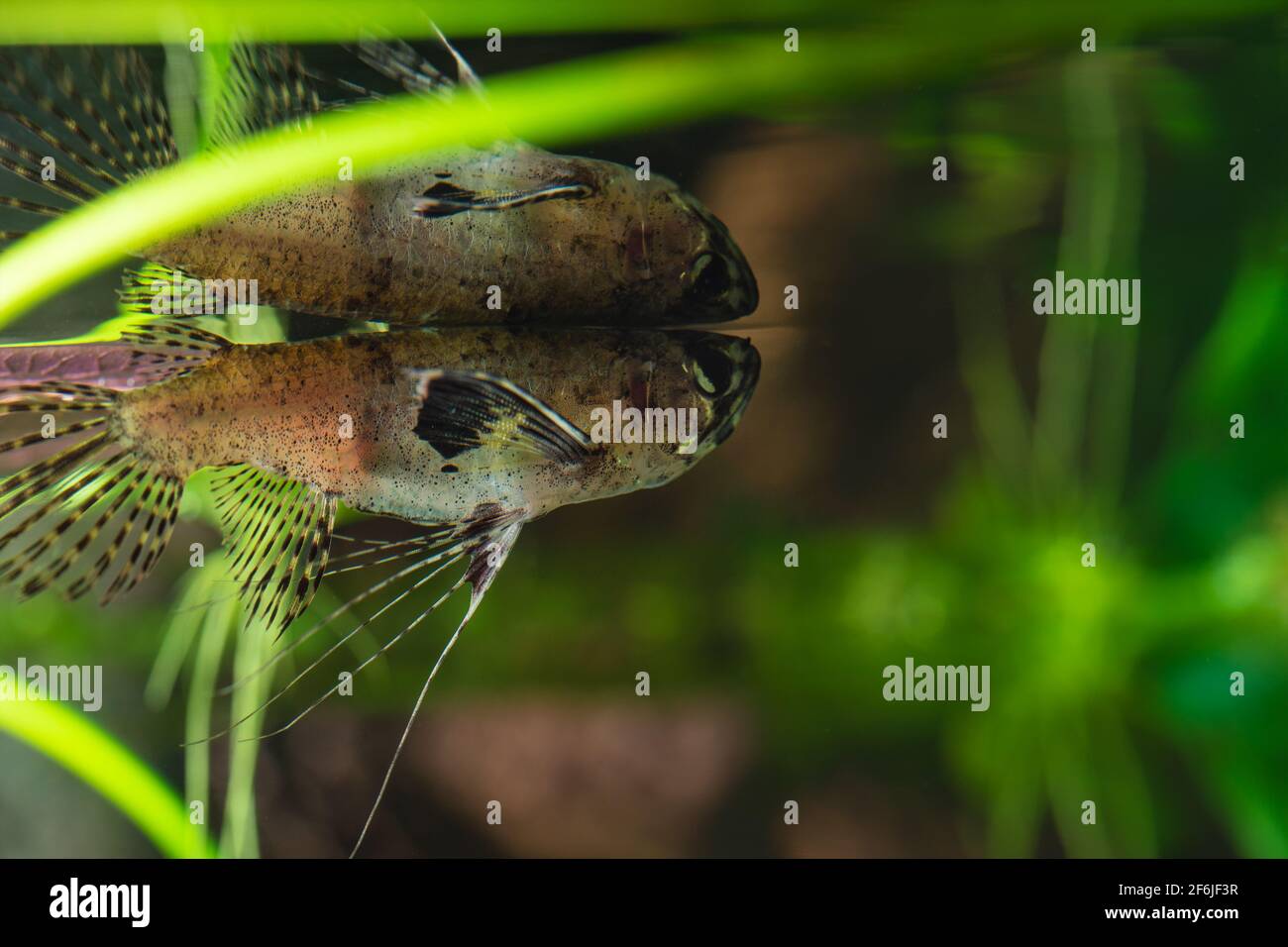 Butterfly Fish Freshwater