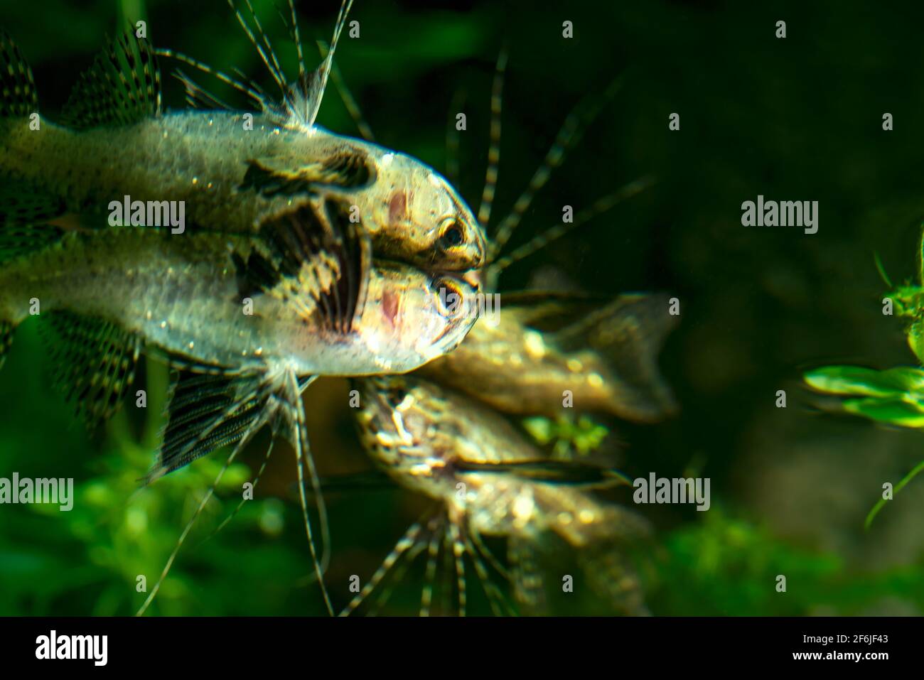 Freshwater insects hi-res stock photography and images - Alamy