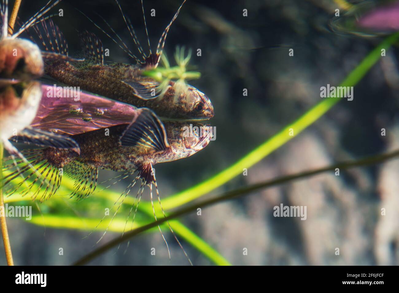 Freshwater insects hi-res stock photography and images - Alamy