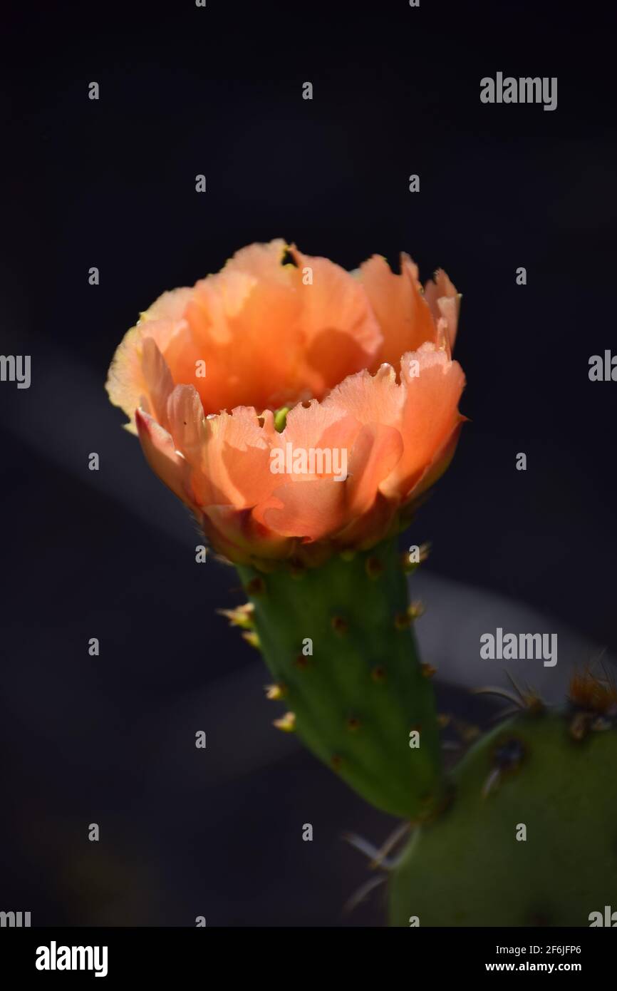 Single cactus flower hi-res stock photography and images - Alamy