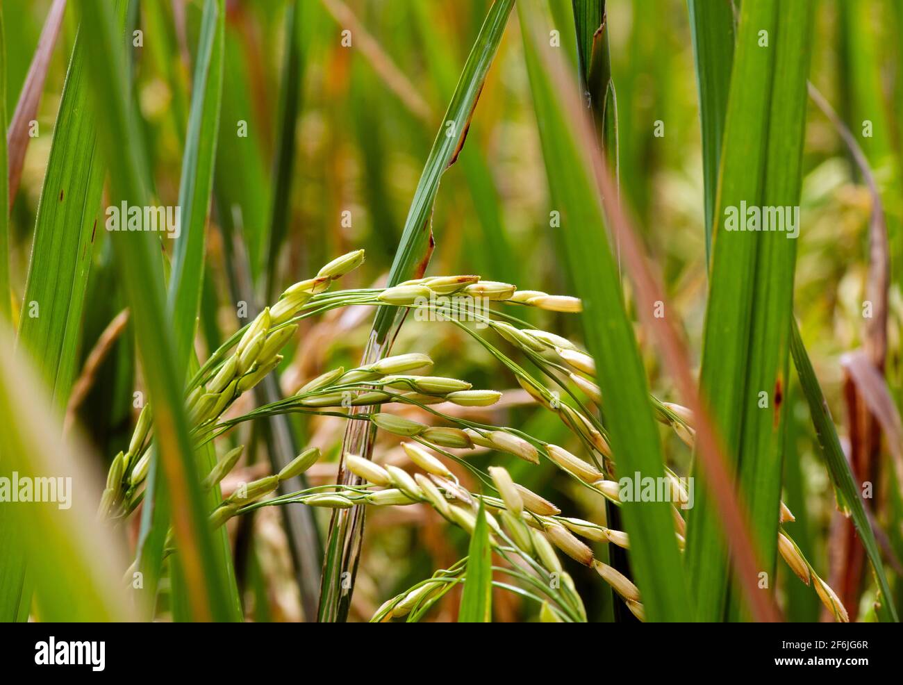 Planting rice seed hi-res stock photography and images - Alamy