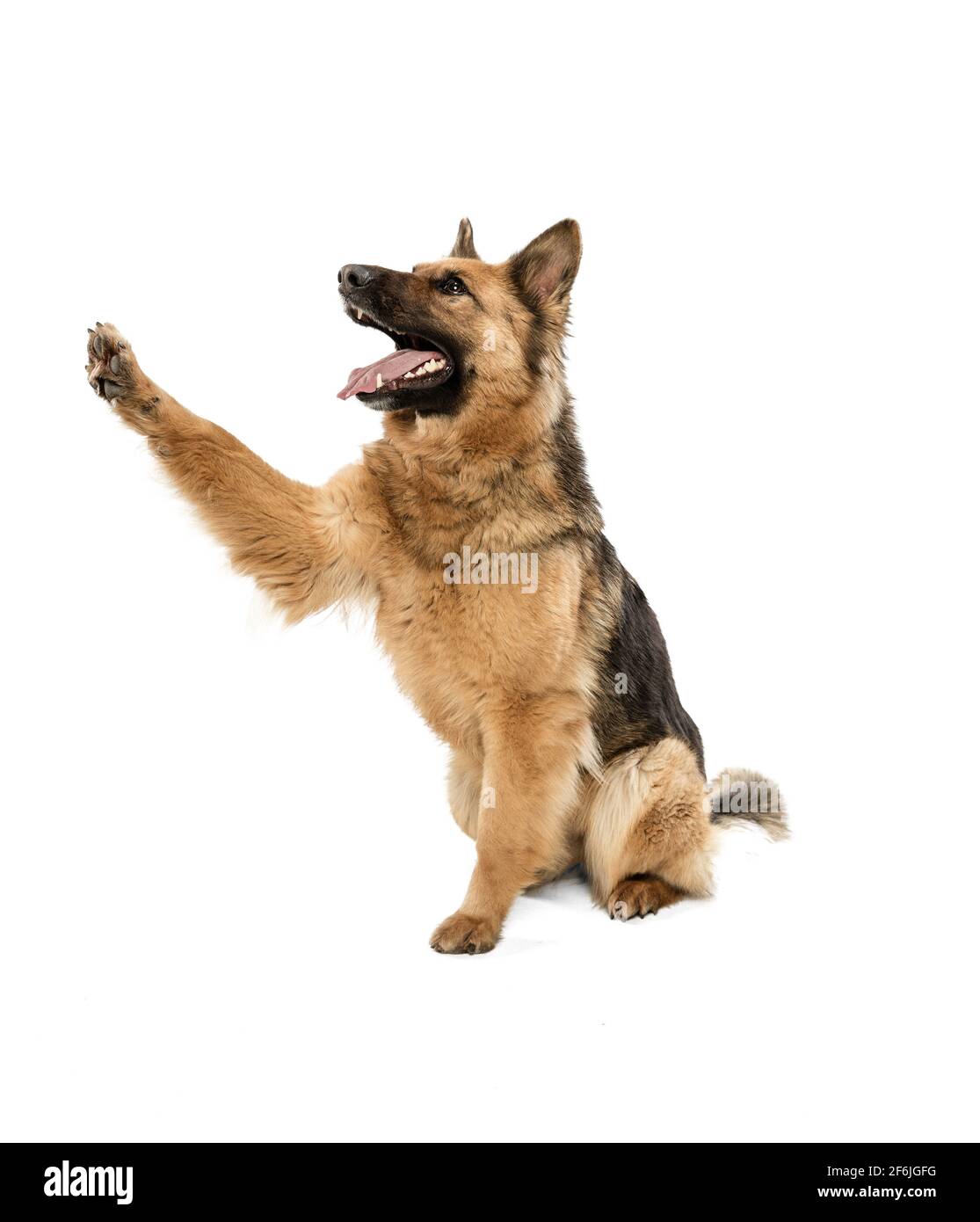 Cute Shepherd dog posing isolated over white background Stock Photo - Alamy