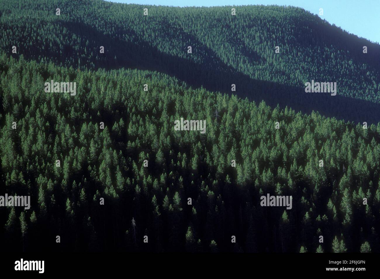 Conifer colorado hi-res stock photography and images - Alamy