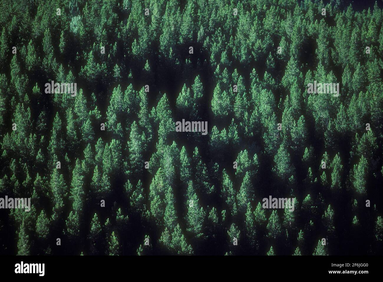 Conifers in Arapahoe National Forest, Colorado Stock Photo - Alamy