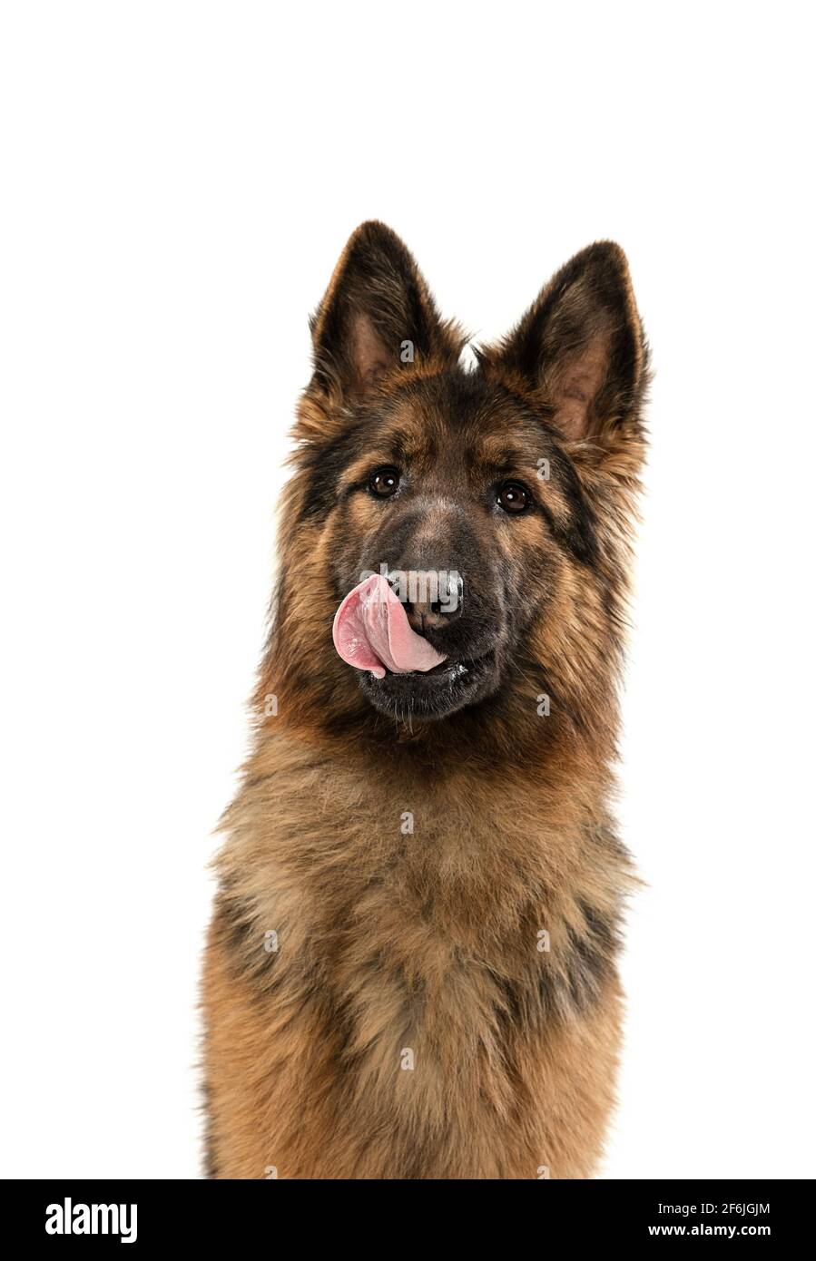 Cute Shepherd dog posing isolated over white background Stock Photo - Alamy