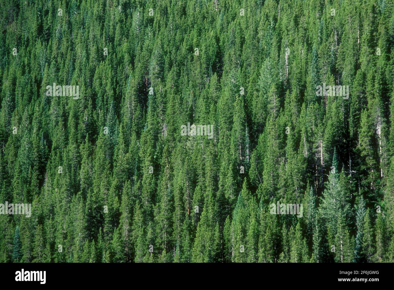 Conifers in Arapahoe National Forest, Colorado Stock Photo - Alamy