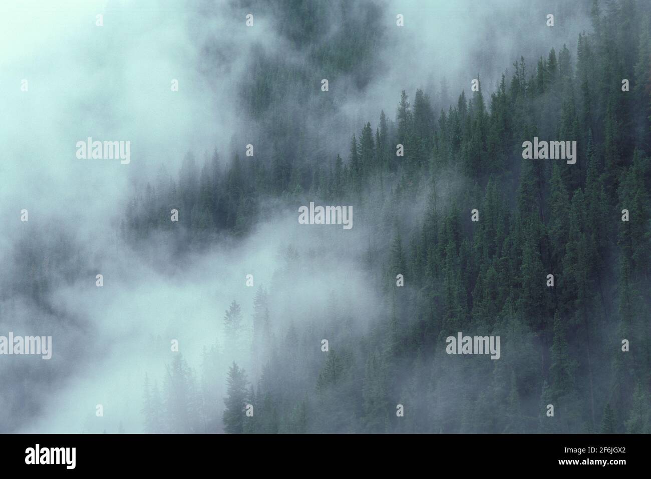 Conifers in Arapahoe National Forest, Colorado Stock Photo - Alamy